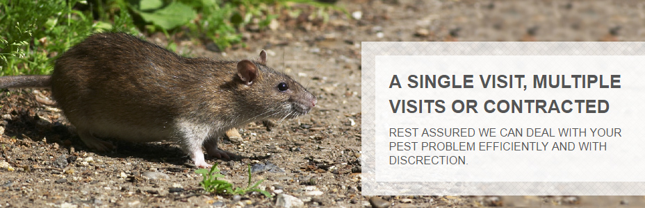 Pest Control In Bordon, Liphook, Garyshott, Hindhead, Milland ...